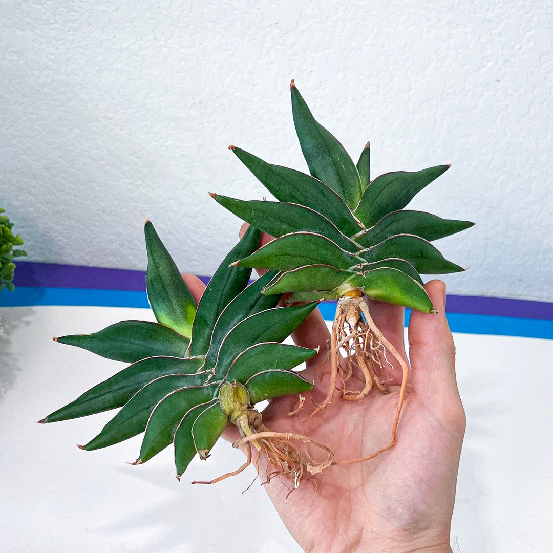 Sansevieria Sawasdee AC1 Rare Imported House Plants - Etsy