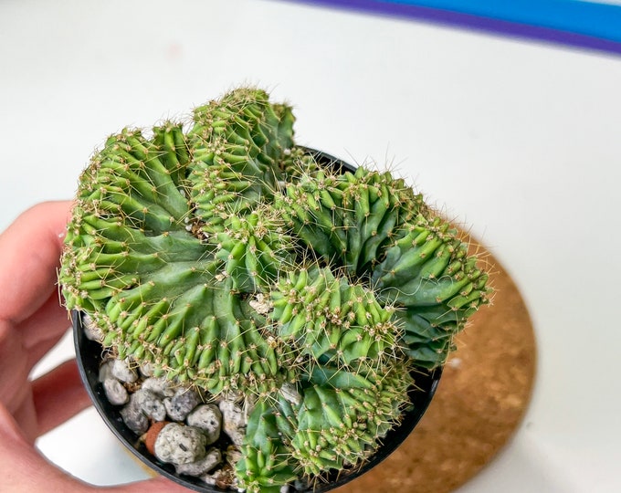 Indigo Wave Myrtillocactus Crested (#A14) | Rare Cactus | Indoor Cactus ...