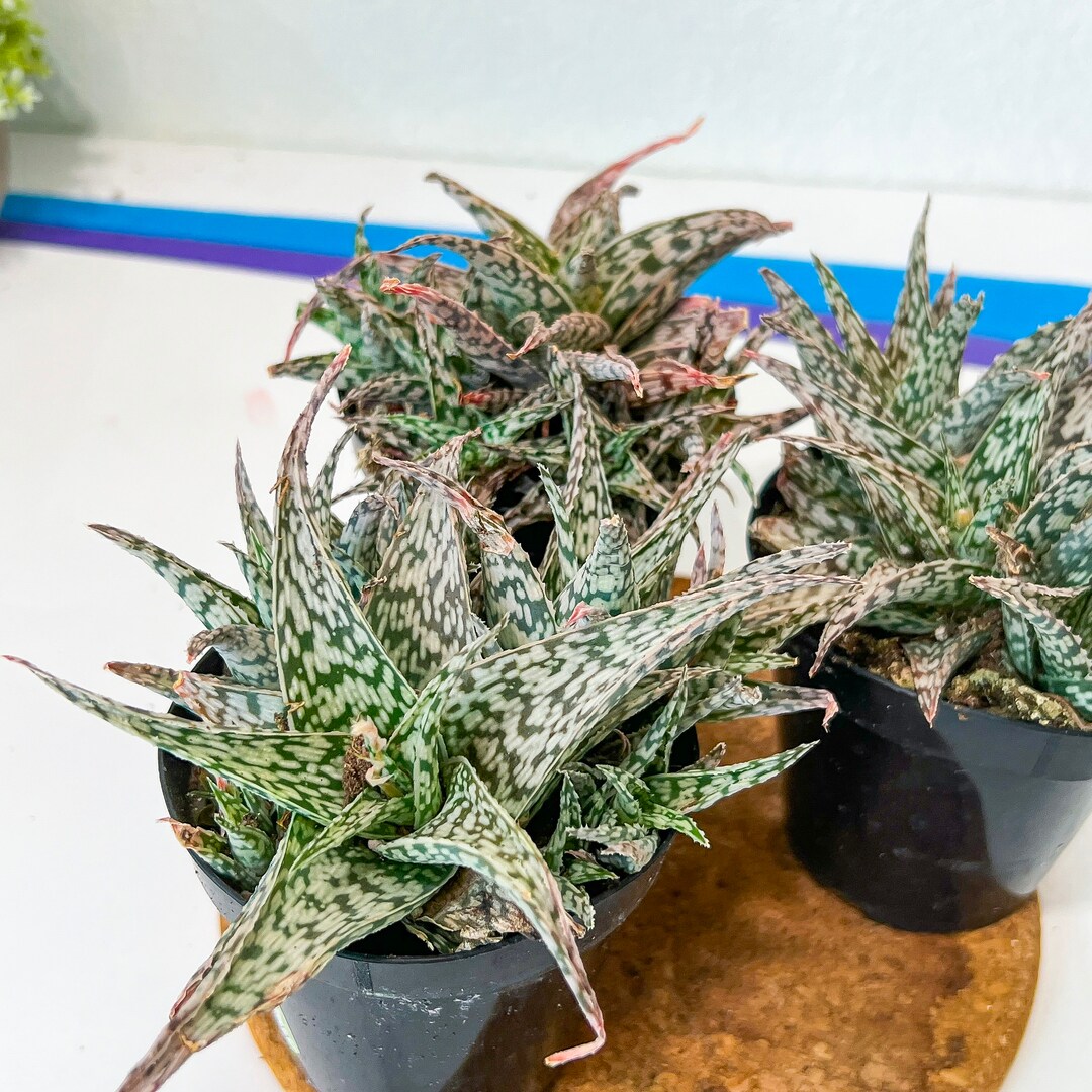 Aloe Star Blizzard A14 Rare Agave Indoor Succulents 3.5 Planter - Etsy