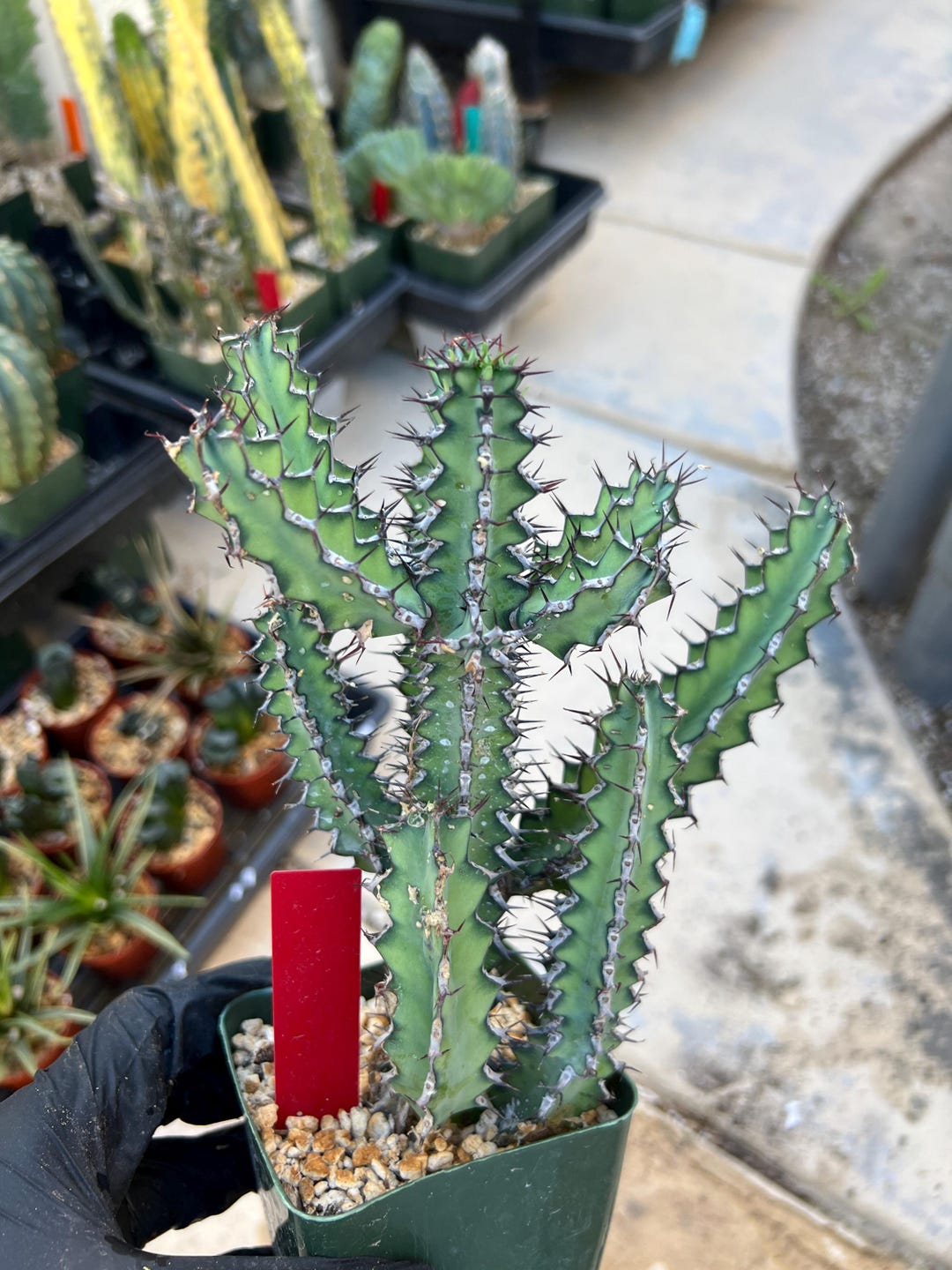 Euphorb Petraea Carter (red) | 4" Pots - Etsy