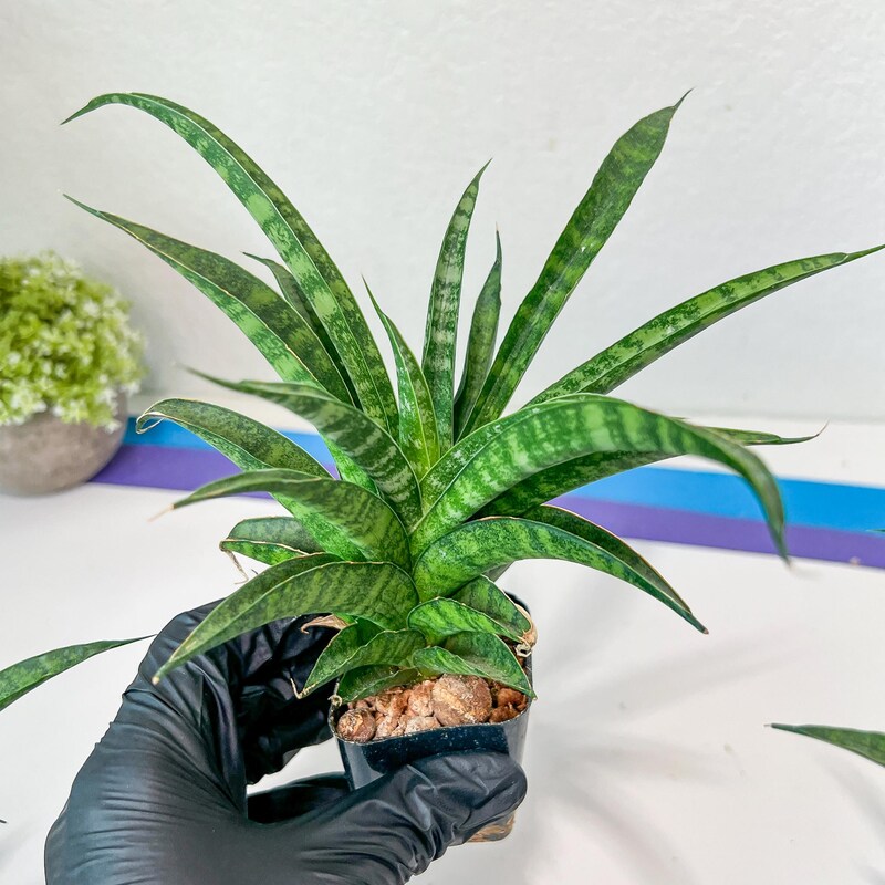 Jaboa Snake Plant - Etsy