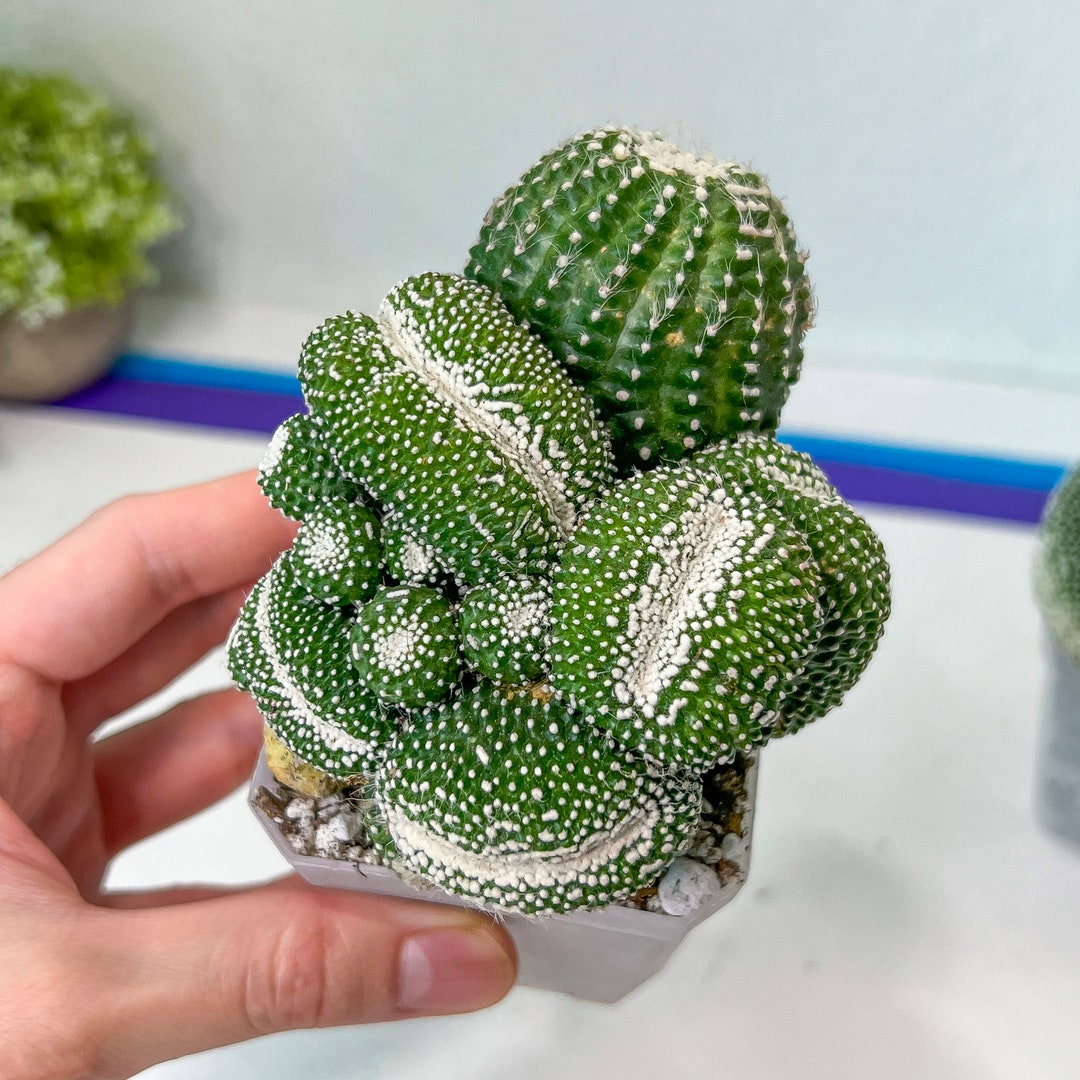 Notocactus Scopa Cv. Inermis Cristata M9 Indoor Cactus Easy Care Cactus ...