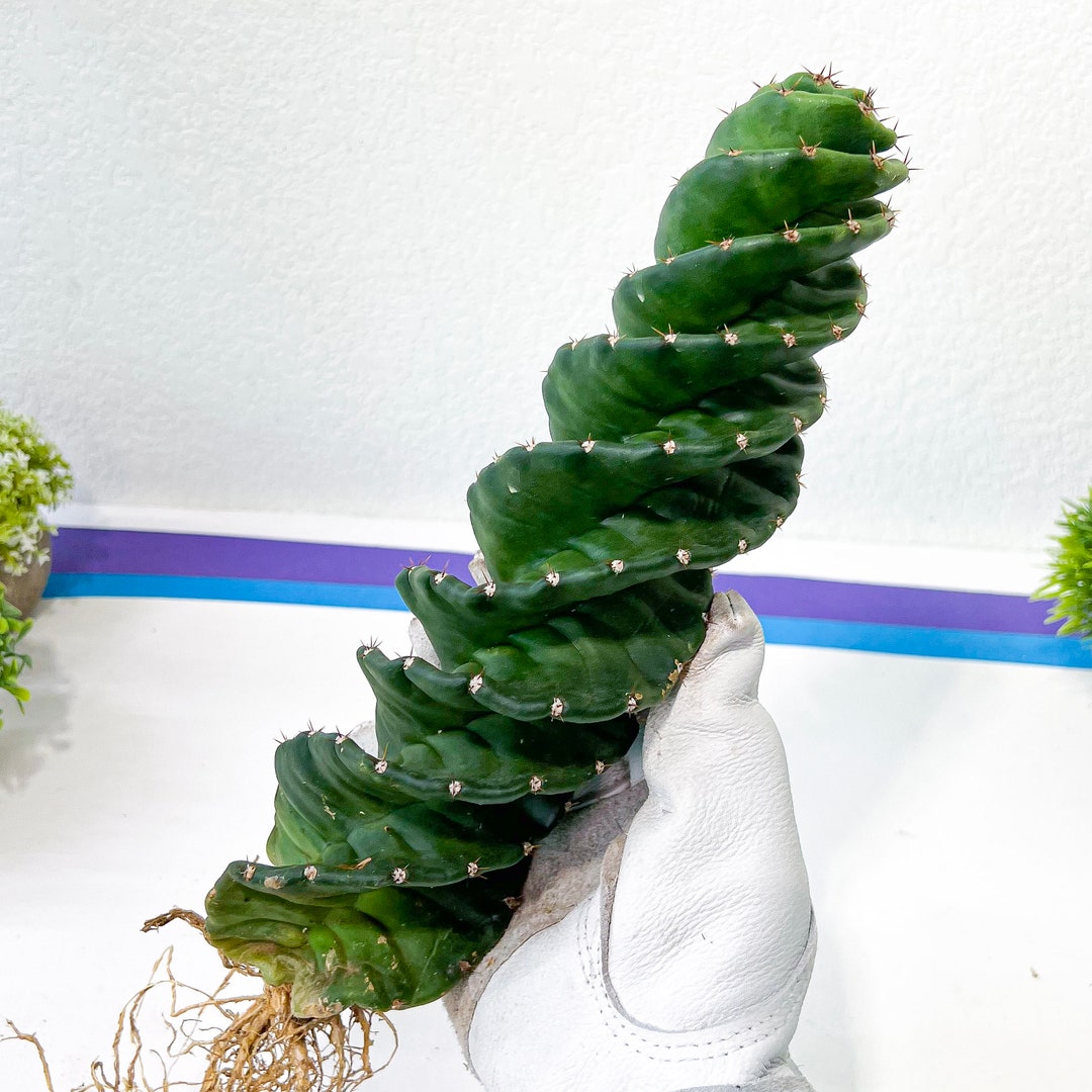 Cereus Forbesii Spiralis | Twisted Rare Succulent | Very Rare Import - Etsy