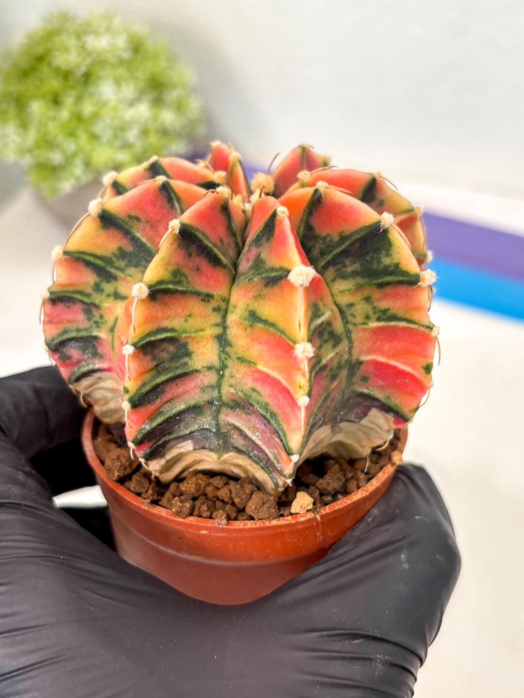Gymnocalycium Lb Hybrid (gy5) (y5) | Imported Plants - Etsy