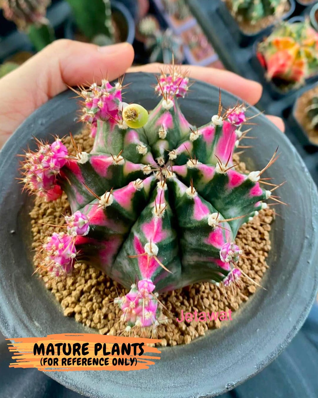 Gymnocalycium Pink Diamond (gy7) (p4) | Rare Hybrid Cactus - Etsy