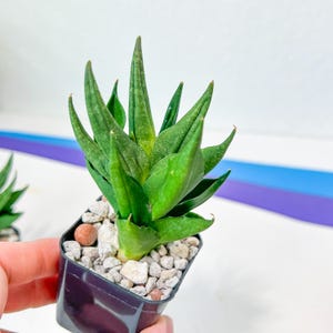 Sansevieria Godzilla AC29 Very Rare and Limited Amount 2 Planter - Etsy