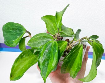 Hoya Larisa L11 Rare Imported Hoyas Fast Growing Indoor - Etsy