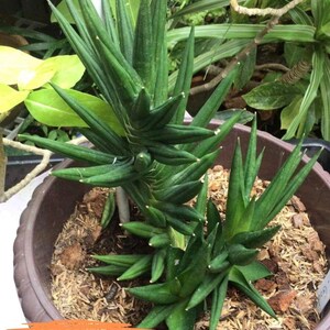Sansevieria Godzilla AC29 Very Rare and Limited Amount 2 Planter - Etsy