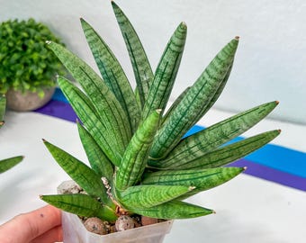 Sansevieria Hahnii Siam Tower (#R3) | Imported Plants | Rare Sansevieria Hahnii Siam Tower (#R3) | Imported Plants | Rare