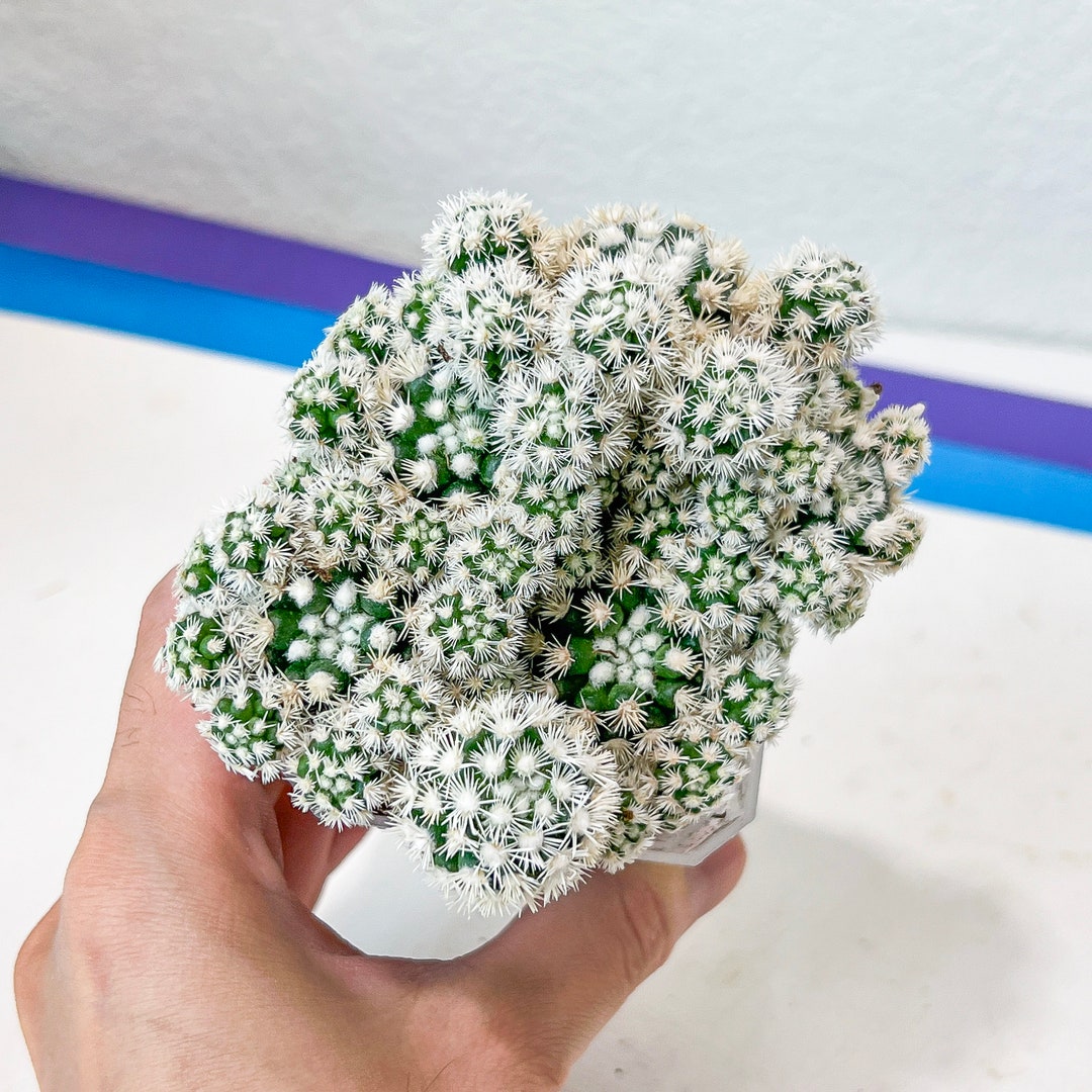 Rare Cactus Mammillaria Gracilis Fragilis Monstrose P7 Summer-dormant ...