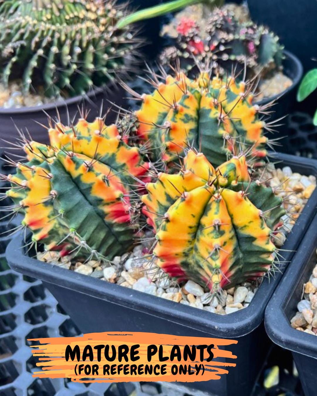 Gymnocalycium Carnelian (gy7) (g5) | Rare Hybrid Cactus - Etsy