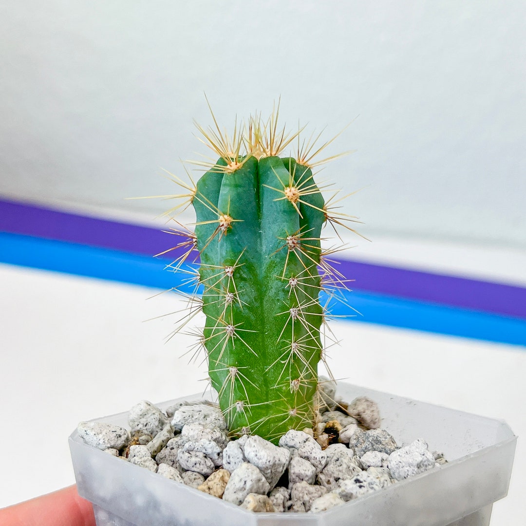 Mini Brazilian Blue Cactus P2 Round Cactus Easy Care Cactus 2.8inch ...