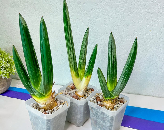 Sansevieria Boncel Devil Mini (#R34) | Imported Snake Plants - Etsy