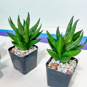 Sansevieria Godzilla AC29 Very Rare and Limited Amount 2 Planter - Etsy