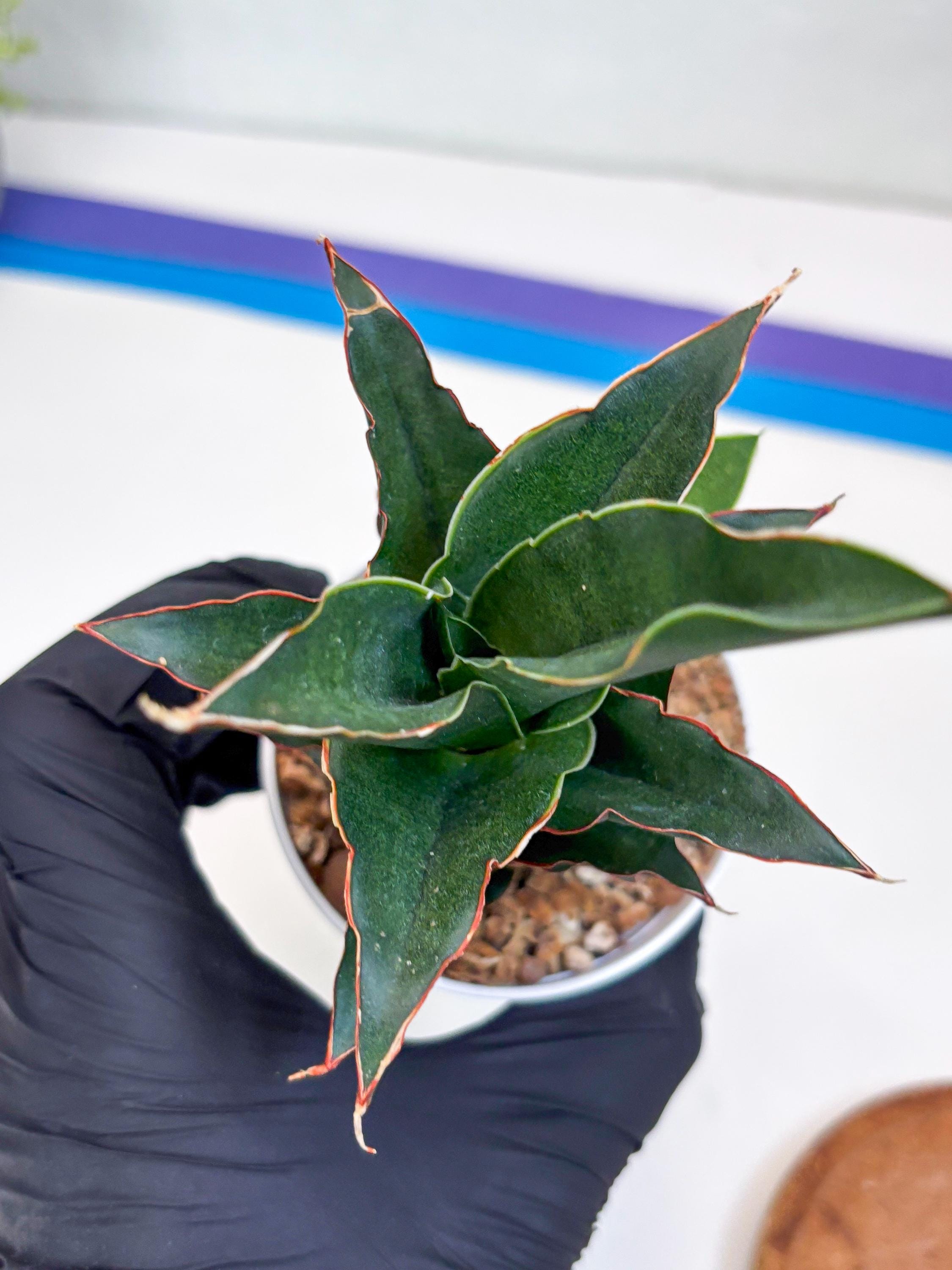 Sansevieria Marlena (ha18) (p) | Imported Plants | Rare Hybrid Species ...