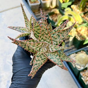Aloe Firecracker | Indoor Succulents | 3.5" Planter - Etsy