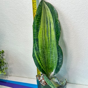 Sansevieria BRUDA MG18 Hybrid of Masoniana Var X Eliptica Var - Etsy