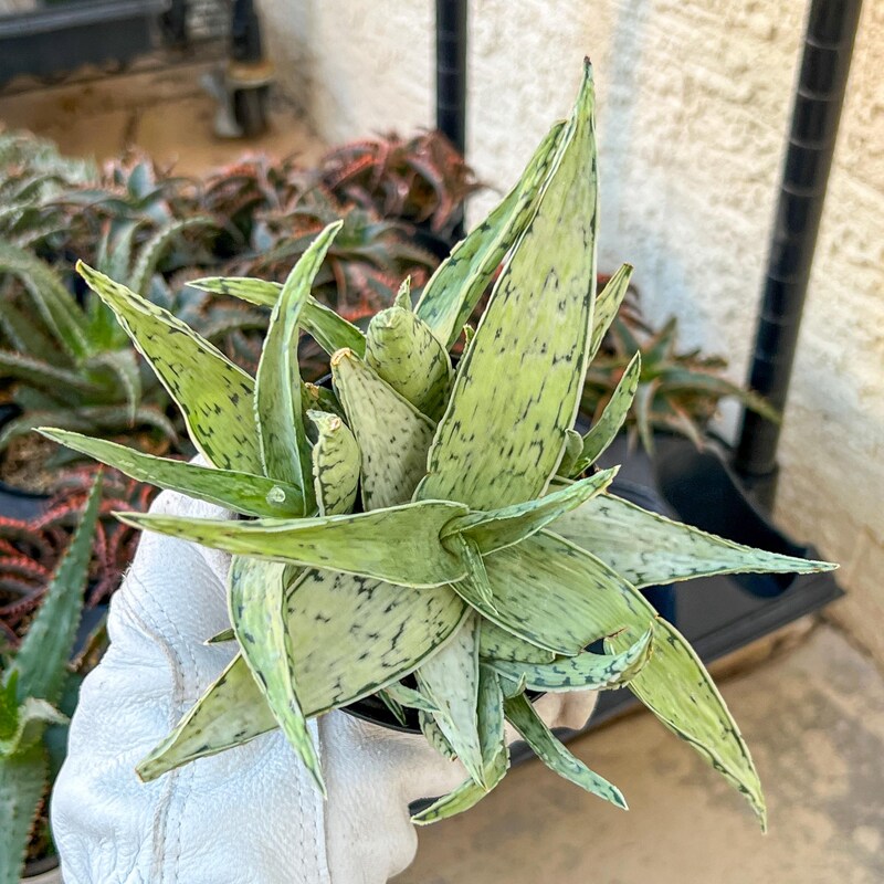 Rare Aloe - Etsy
