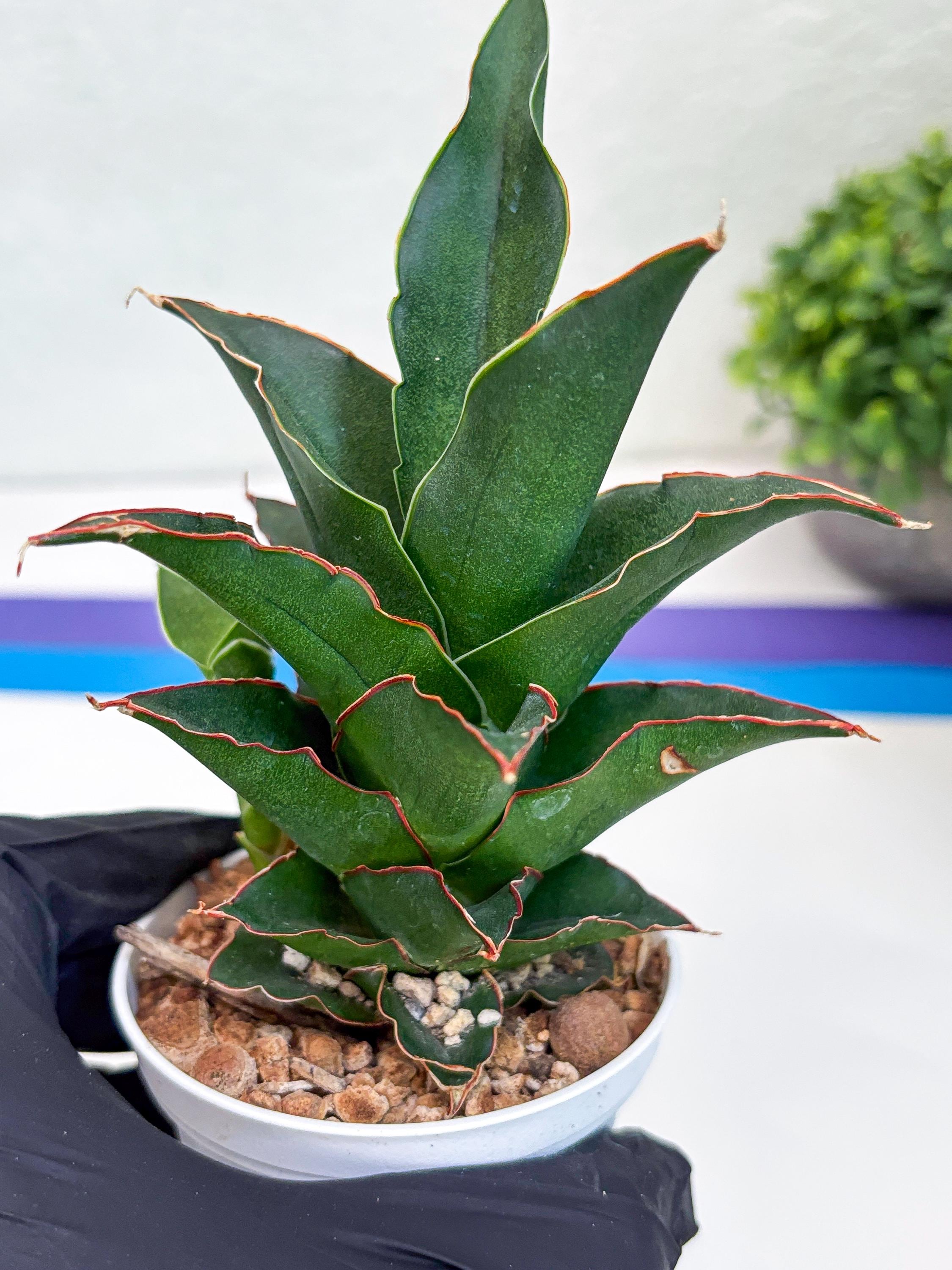 Sansevieria Marlena (ha18) (p) | Imported Plants | Rare Hybrid Species ...