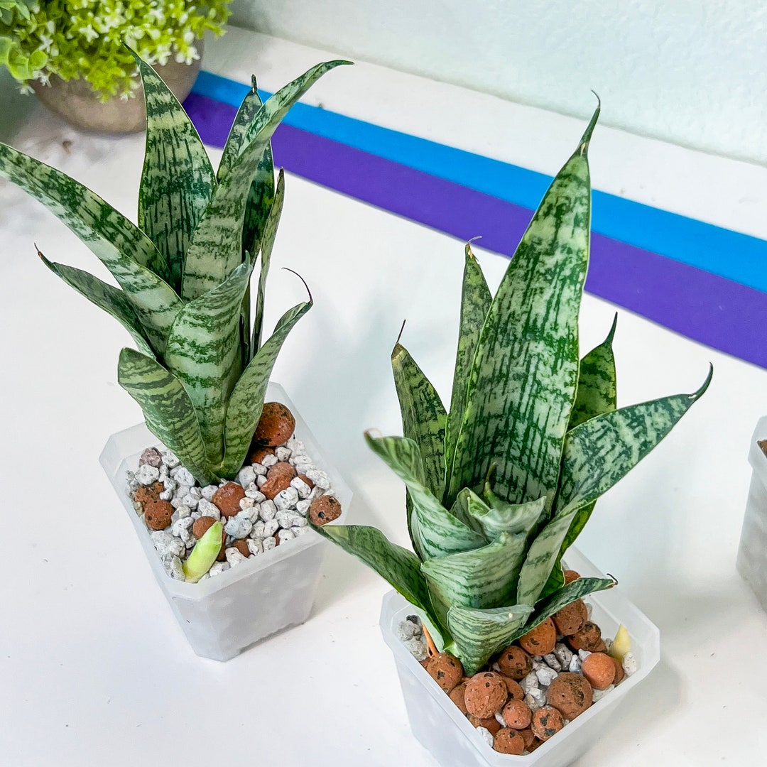 Sansevieria Cleopatra Hybrid PH9 Imported Indoor Snake Plant 2.5 ...
