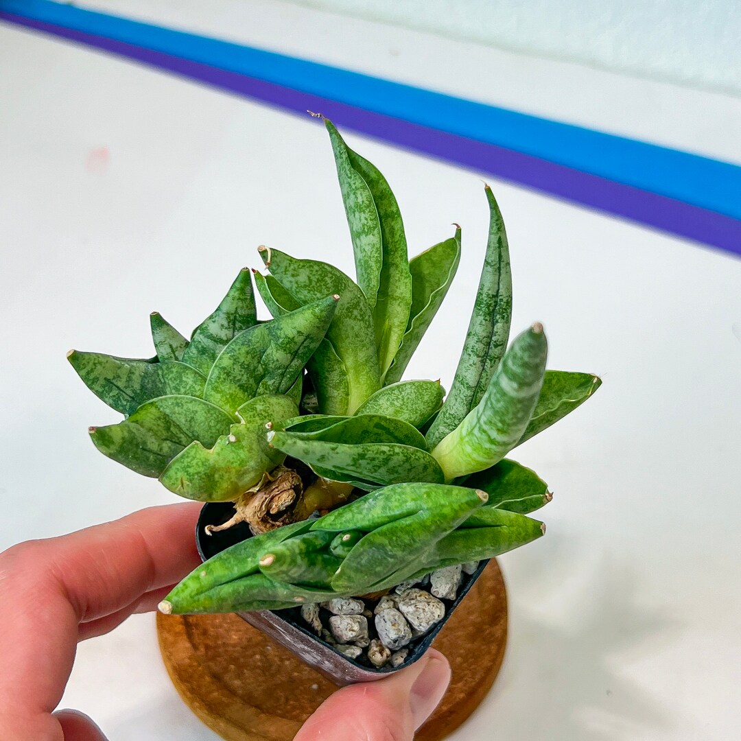Sansevieria Mini Boncel Cluster RA21 Imported Indoor Snake Plant 2 ...