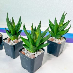 Sansevieria Godzilla AC29 Very Rare and Limited Amount 2 Planter - Etsy