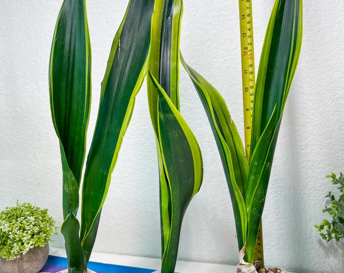 Sansevieria Trifasciata Lillian True Oil (red) | Imported Plants - Etsy