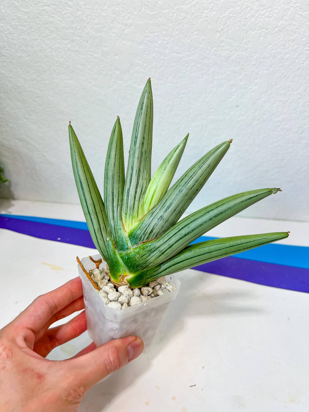 Sansevieria Ice Man XXL RA79 Rare Limited Amount Giant - Etsy