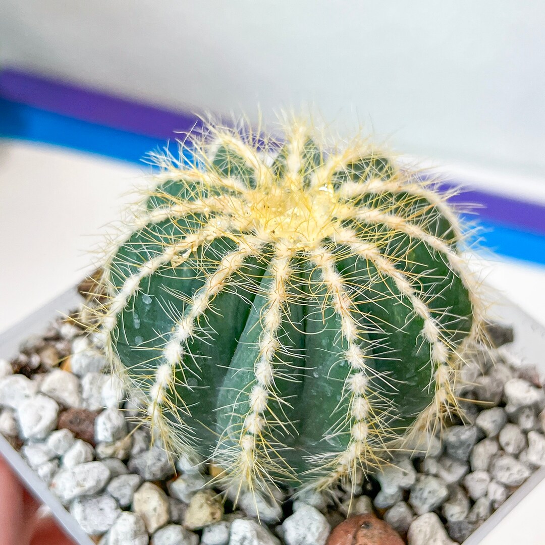 RARE Parodia Magnifica P21 Easy to Grow Ornamental Species 4.0 Inch ...