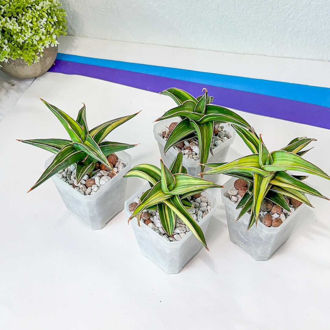 Sansevieria Lavranos 23251 Var RA24 Rare Imported Snake Plant 2.5 Pot - Etsy