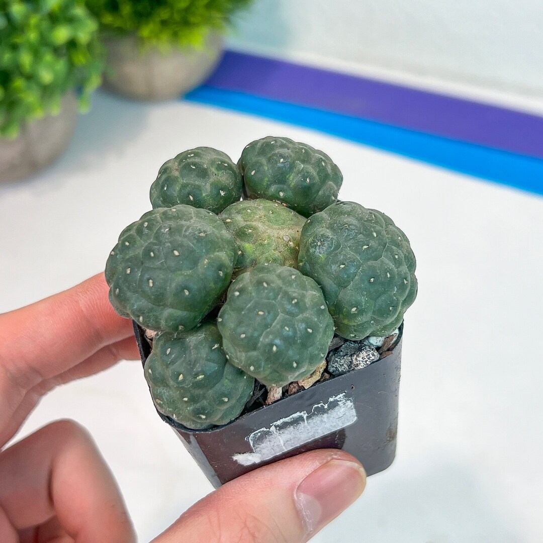 Puna Bonnieae F. Major Inermis V2 Cactus Indoors Rare Cactus - Etsy