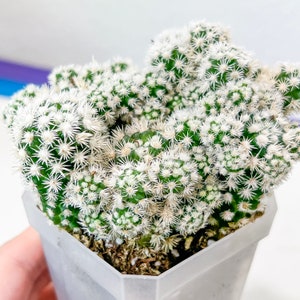 Rare Cactus Mammillaria Gracilis Fragilis Monstrose P7 Summer-dormant ...