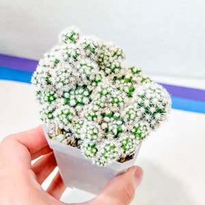 Rare Cactus Mammillaria Gracilis Fragilis Monstrose P7 Summer-dormant ...