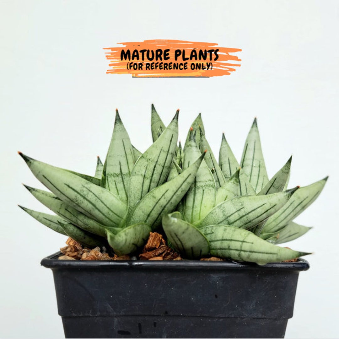 Sansevieria Toob (#AC14) | Rare Imported House Plants | Rare Hybrids - Etsy