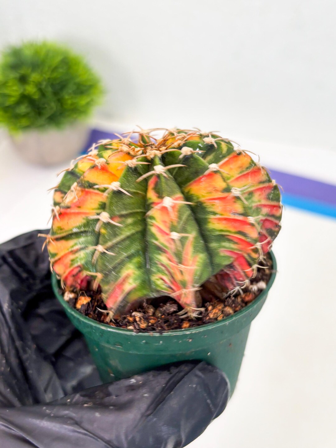 Gymnocalycium LB Hybrid (gy1) (b5) | Variegated Cactus - Etsy