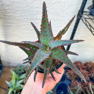 Rare - Aloe AJR Hybrid | Indoor Succulents | 3.5" Planter - Etsy