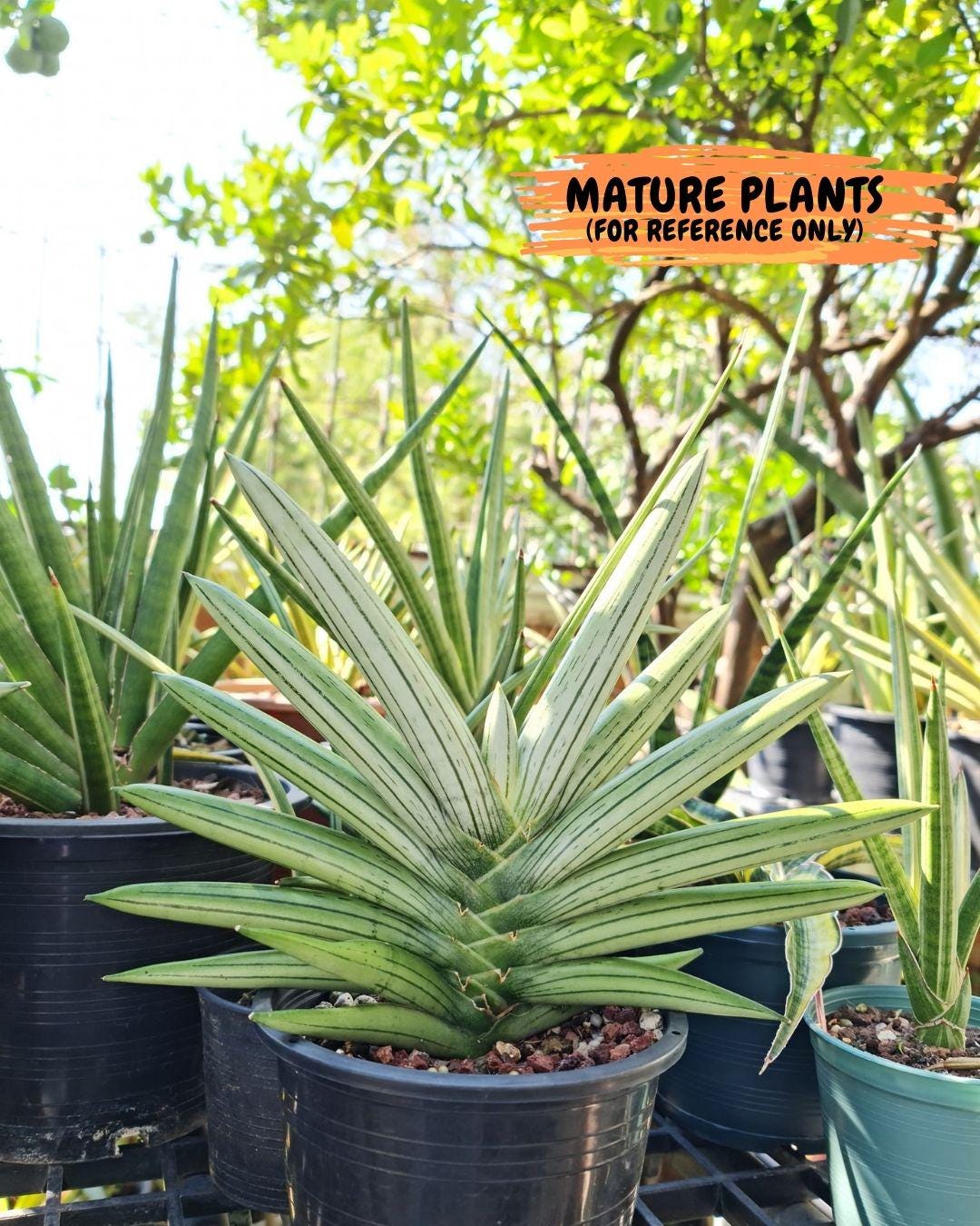 Sansevieria Iceman (#RA16) | Explore the World of Unusual Plants | 2" Pots - Etsy