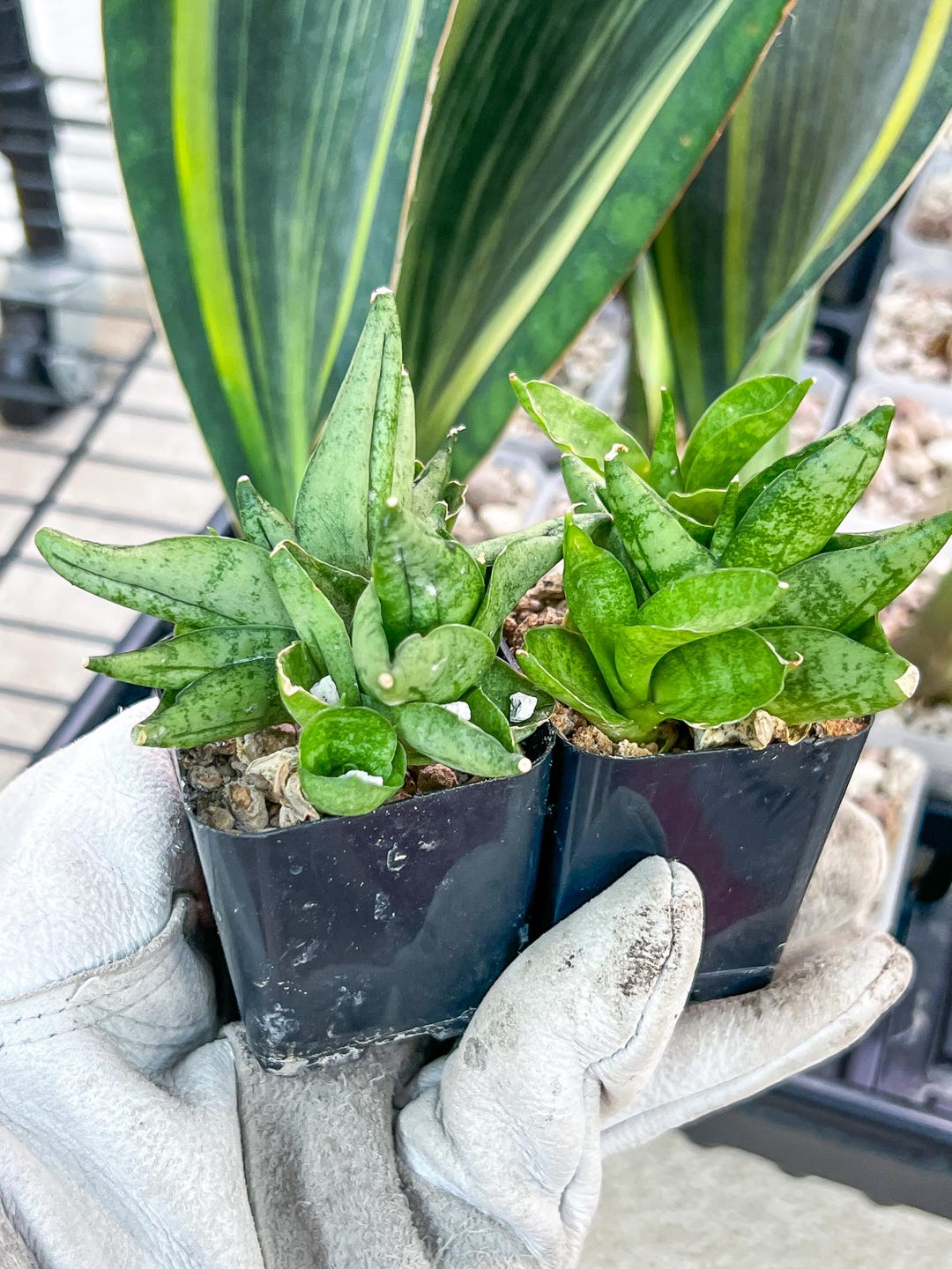 Sansevieria Mini Boncel Cluster RA21 2 Planter - Etsy