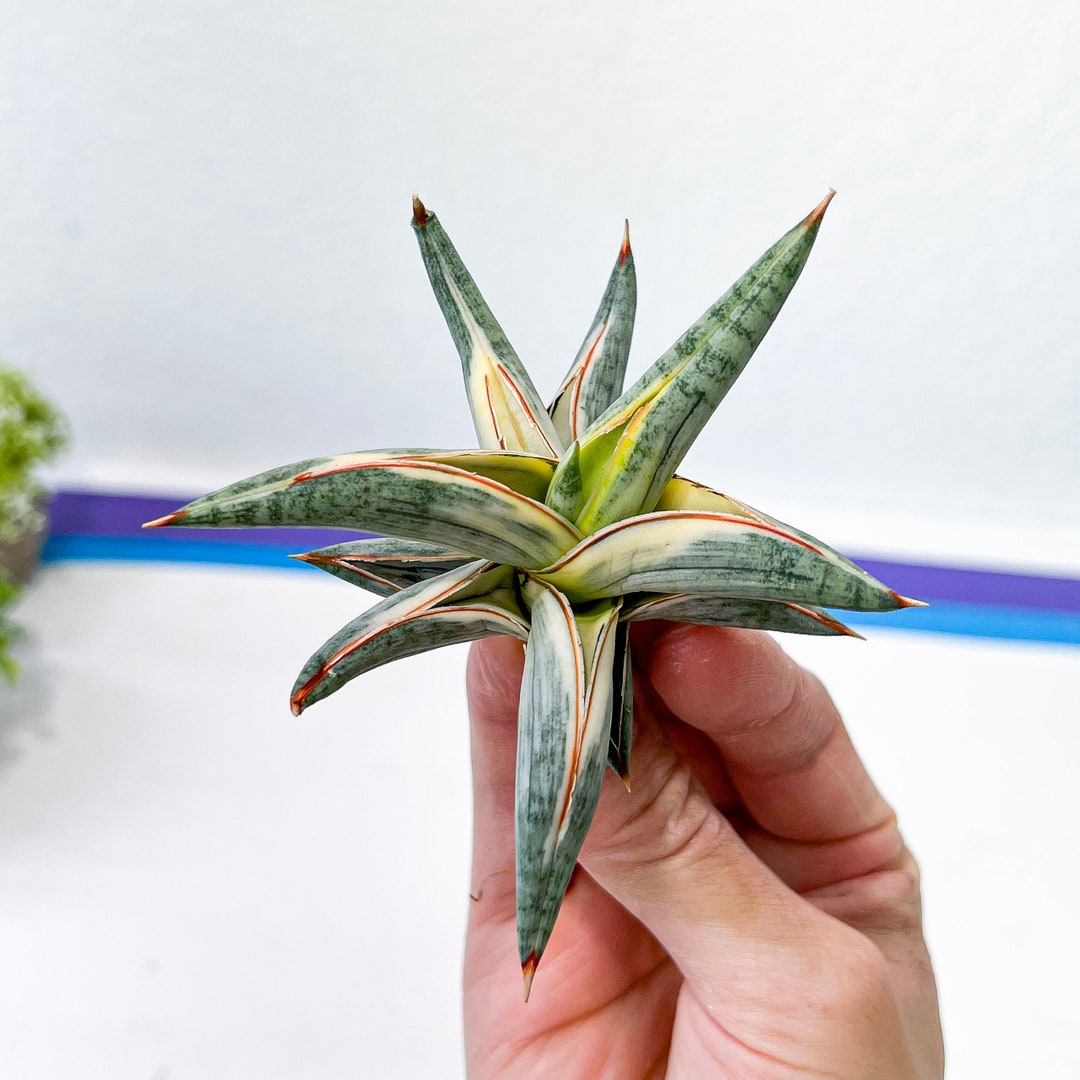 Sansevieria Blue Clone White Var | Rare Hybrid Species - Etsy