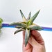 Rare Aloe AJR Hybrid Indoor Succulents 3.5 Planter - Etsy