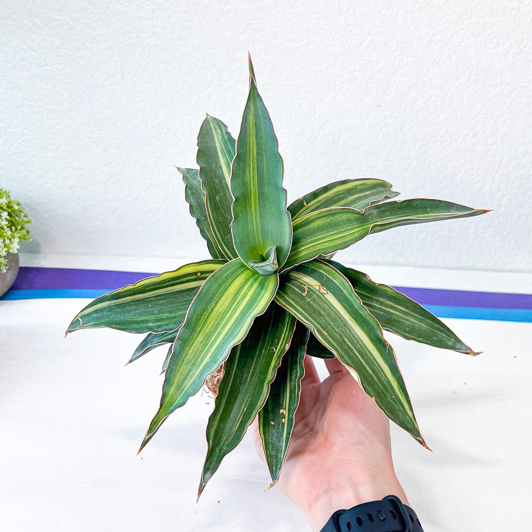 Sansevieria Variegated Blue Leaf A8 Very Rare BIG SIZE - Etsy