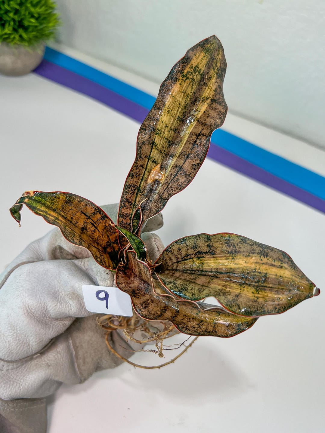 Sansevieria Kirkii Coppertone Variegated | Uncover a Rare and Unusual ...