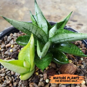 Sansevieria Mini Gold AC2 Rare Imported House Plants - Etsy