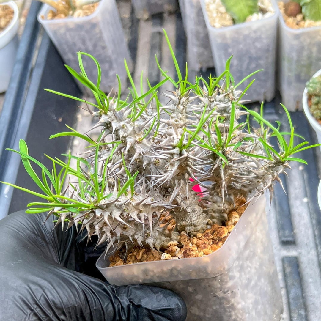 Euphorb Genoudiana (P-Y) | Imported Plants | 2.5inch Pot - Etsy