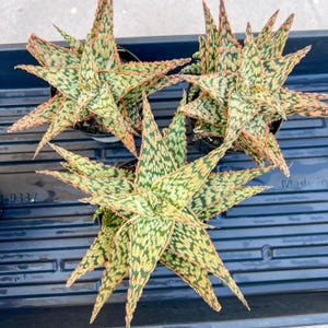 Aloe Firecracker | Indoor Succulents | 3.5" Planter - Etsy