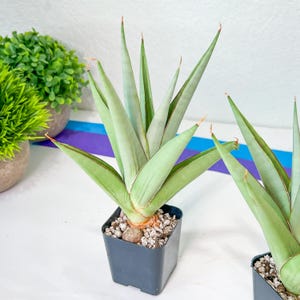 Sansevieria Frozen Trone PH14 Imported Indoor Snake Plant 2 Planter - Etsy