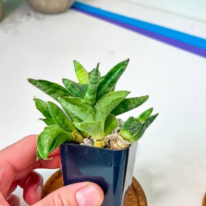 Sansevieria Mini Boncel Cluster RA21 Imported Indoor Snake Plant 2 ...