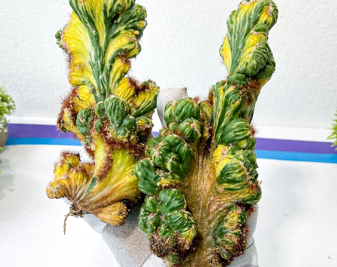 Crested Cereus Peruvianus Monstrose Variegated Cactus (M1) | Rare ...