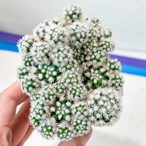 Rare Cactus Mammillaria Gracilis Fragilis Monstrose P7 Summer-dormant ...