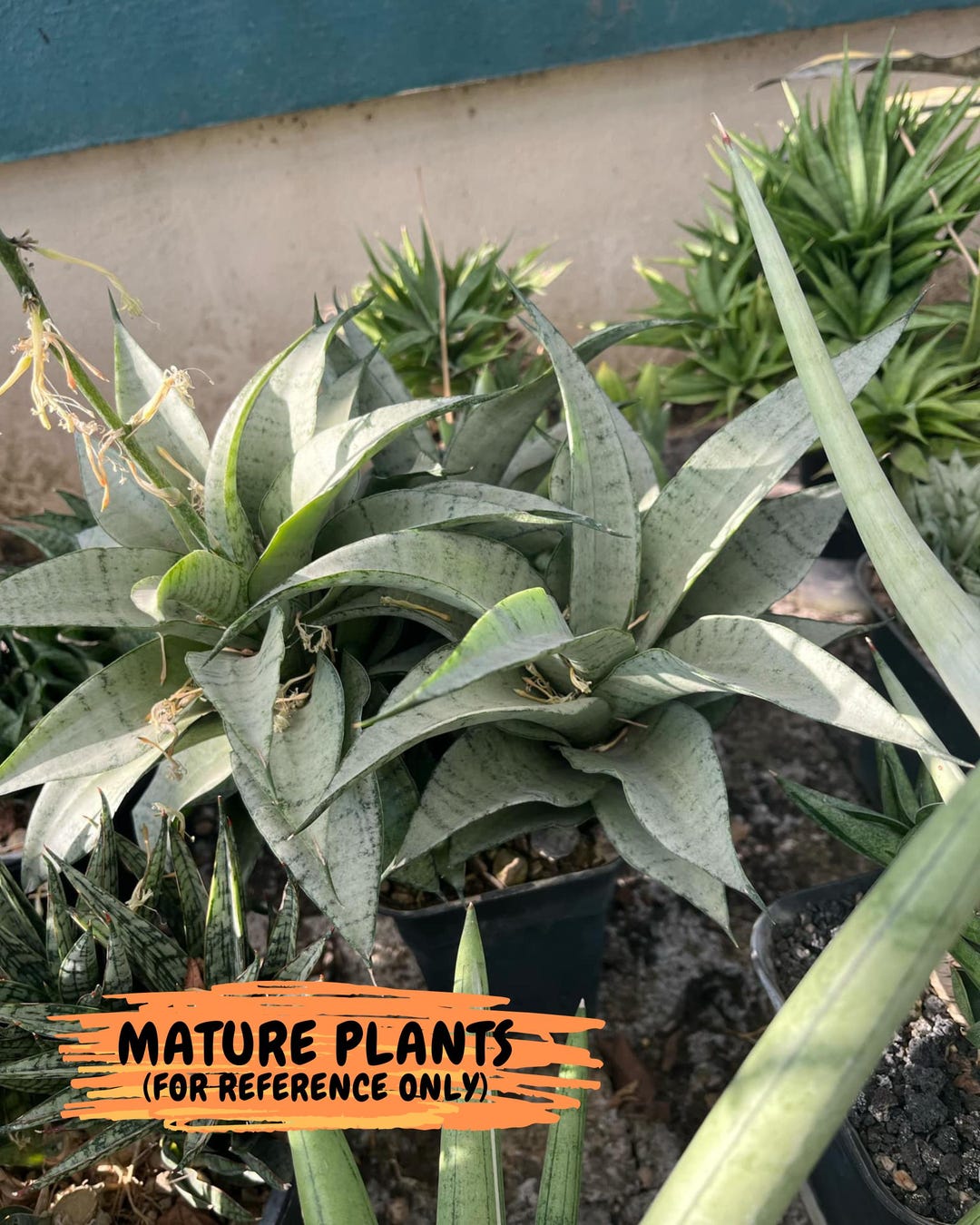 Sansevieria Silver Marga PUPS RA31 Imported Snake Plants 2 Pot - Etsy